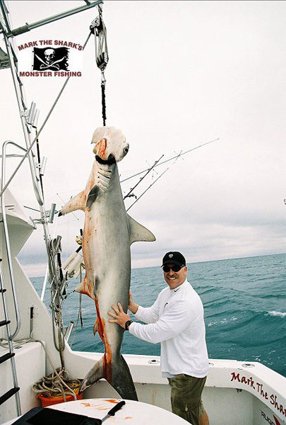 Monster Sharks / NOVELLI