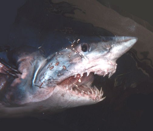 Catch of the Week with Capt. Mark the Shark