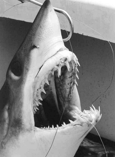 Catch of the Week with Capt. Mark the Shark