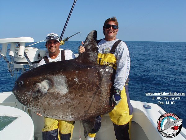 Celebrity photos with world-famous Mark the Shark of Miami Beach South ...